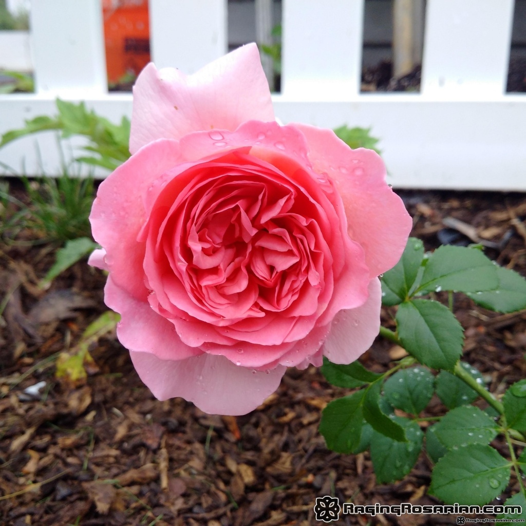 First Bloom – Raging Rosarian
