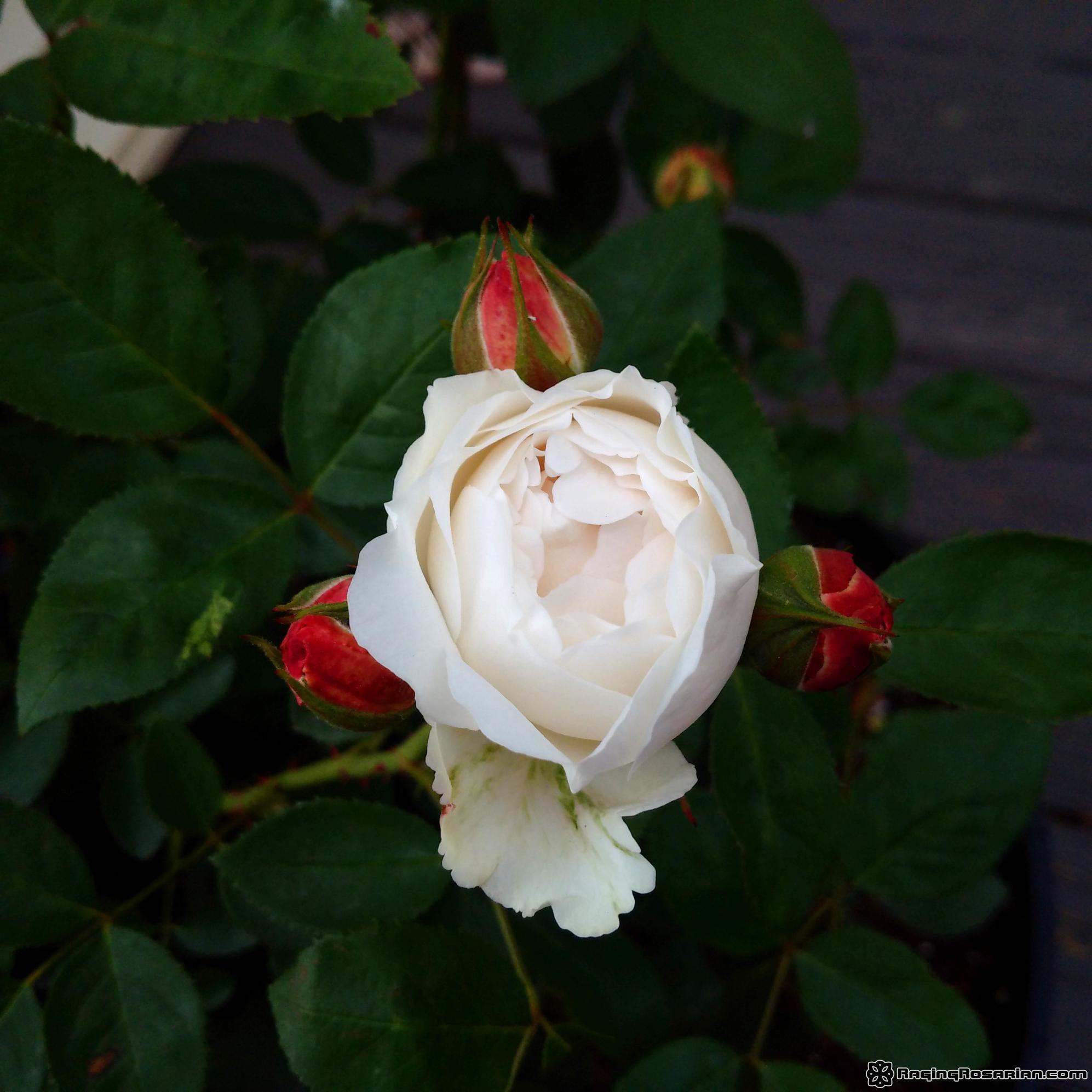 Winchester Cathedral – Raging Rosarian