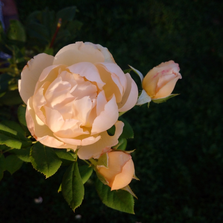 Wollerton Old Hall – Raging Rosarian