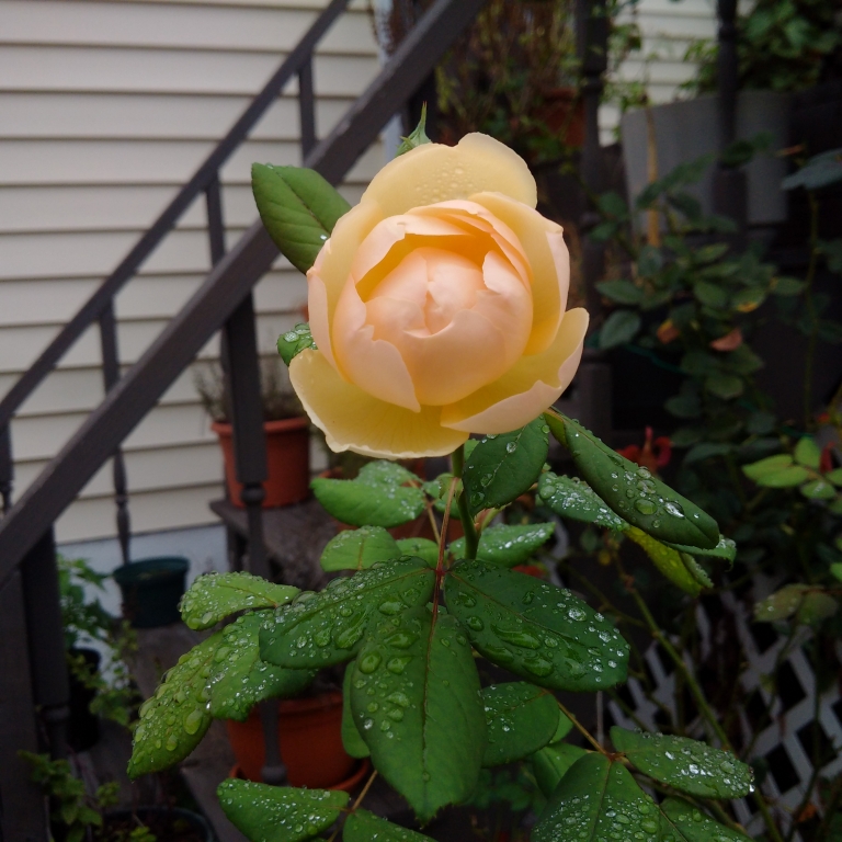 Wollerton Old Hall – Raging Rosarian