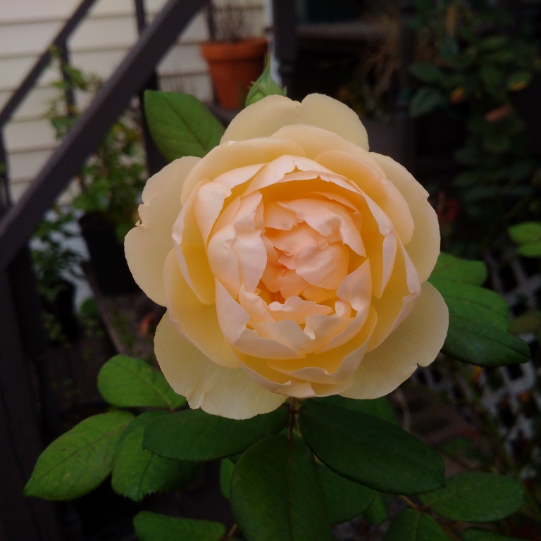 Wollerton Old Hall – Raging Rosarian