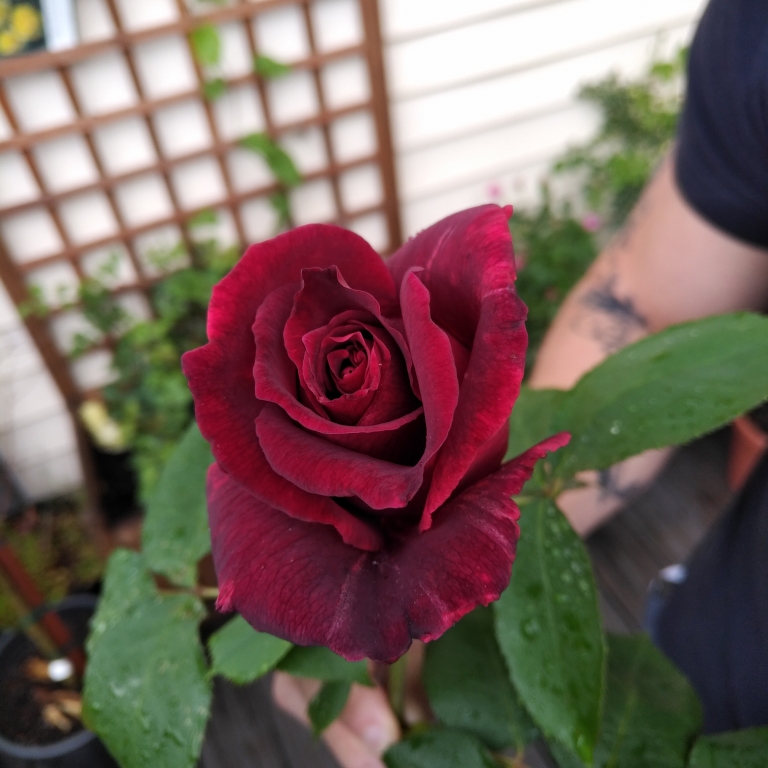 Papa Meilland – Raging Rosarian